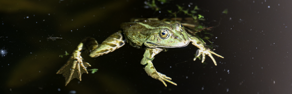 Grüner Strom - Eine Vision stößt auf ihre Grenzen - AG E+U - Die Realisten